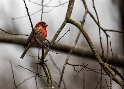 Birds In New Hampshire 25 Species To Look Out For
