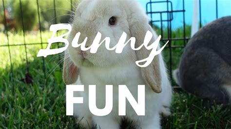 Bunny Fun! - YouTube