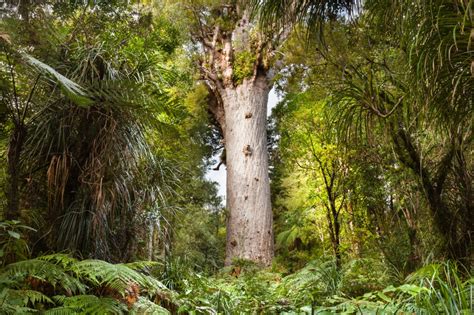 Kauri Courage Tree Spirit Wisdom