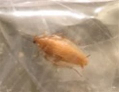 Bug Needs Immediate Identification Please Bugguide Net