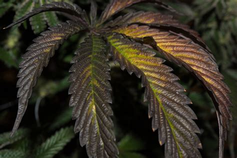 Pink Cookies By Private Reserve — Strain Spotlight — Imcannabess