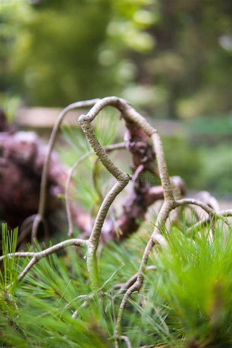 Closeup Of A Broken Tree Branch On The Ground Stock Image Image Of