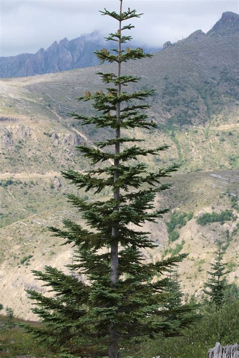 Trees Planet Abies Procera Noble Fir Red Fir