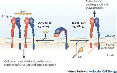 Cell Junctions And Extracellular Matrix Flashcards Quizlet