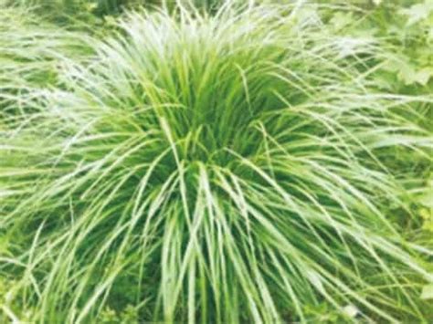 进口观赏草花 常州治红种业有限公司