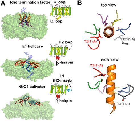 Structural Similarity In The Arrangement Of Functional Loops In Diverse Download Scientific