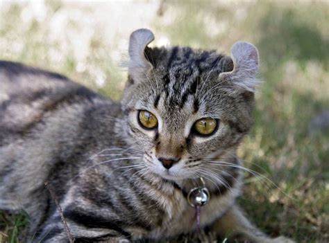 10 Long Nosed Cat Breeds Info Temperament Pictures And Facts Hepper