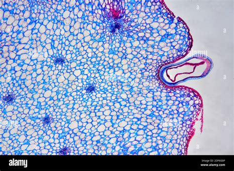 Fruit Under Microscope At Georgia Challis Blog
