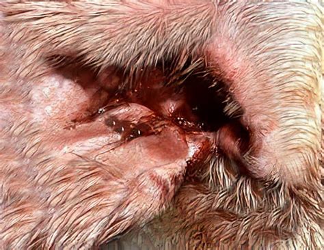 Can Dog Ear Mites Get On Humans