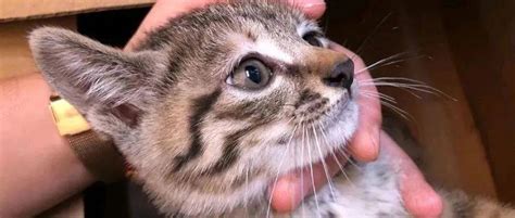 猫咪领养一只狸花小流浪寻领养 猫咪