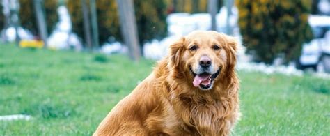Dog´s Saliva Seekersguidance