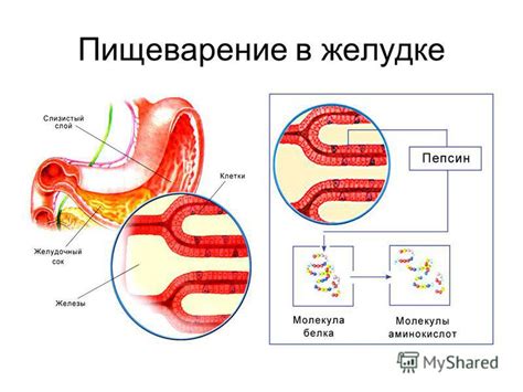 Презентация на тему: "Тема урока: Пищеварение в желудке.. Желудок: За ...