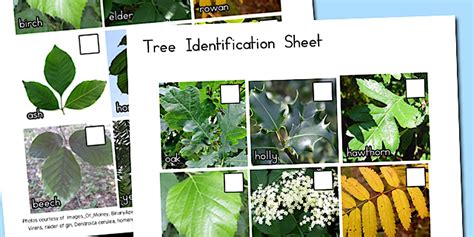 Tree Identification Photo Sheet Twinkl