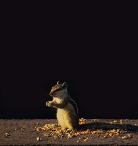 Premium Photo Graceful Squirrel Frolicking In The Wild Closeup Of A
