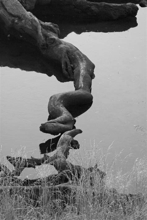 Anaconda Root Shutterbug