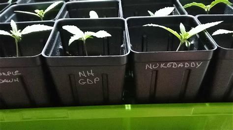 Nukeheads Genetics End Of Week 1 Youtube