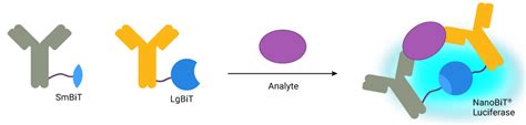 Lumit® Hmgb1 Human Mouse Immunoassay