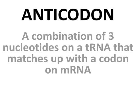 Rna And Protein Synthesis Ppt Download