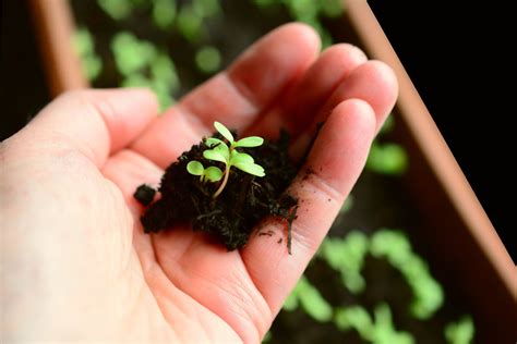 Beginners Guide To Sowing Seeds Indoors Laidback Gardener