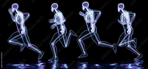 Skeleton System Of Running Man Bone Anatomy While Run Human Physical