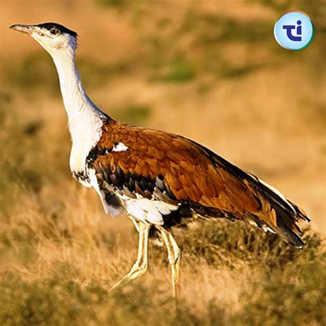 Great Indian Bustard The Great Indian Bustard Indias… By The