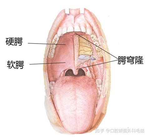 做过一次腭裂手术后还是发音不清楚，为什么，需要做二次手术吗？ 知乎