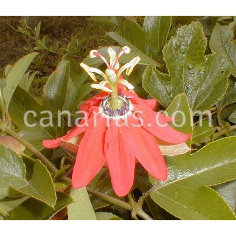 Buy Passiflora Manicata With Canarius