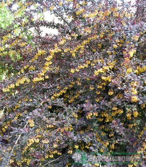 Барбарис оттавский Суперба (Berberis ottawensis Superba)