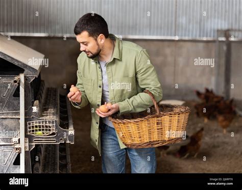 Man Farmer With Basket Taking Chickens Eggs At Chicken House Closeup Stock Photo Alamy