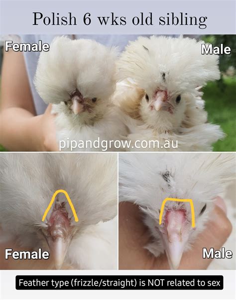 Polish Sexing Tips Pip And Grow