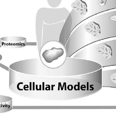 Exemplary Illustration Of Different Cellular Models Used In Download Scientific Diagram