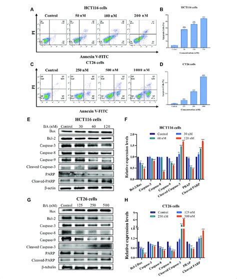 Ba Induced Cell Apoptosis In Hct116 And Ct26 Cells A D The Level Of