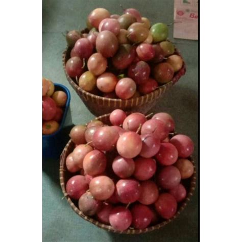 Jual Buah Markisa Manis Asem Segar 1 Kg Shopee Indonesia