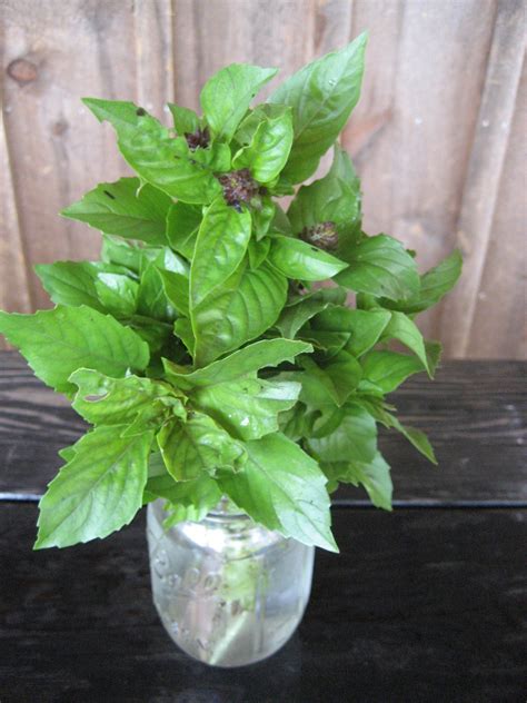 Cinnamon Basil Organic Seeds Hudson Valley Seed Company
