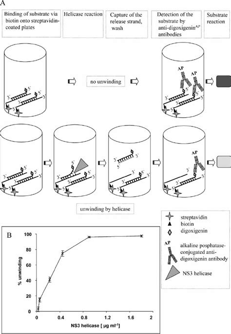 Hcv Helicase Unwinding Activity Assay A Schematic Representation Of
