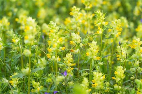 Premium Photo Various Field Grasses And Flowers On The Background Of