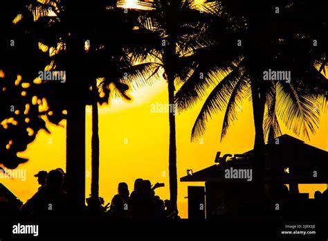 Silhouettes Of Coconut Trees In A Beautiful Sunset In Ipanema In Rio De