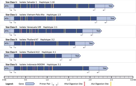 Schematic Of Msp 3α Pcr Rflp Protocol For In Silico Digestion Drawn Download Scientific