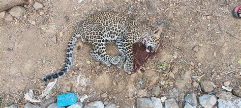 Mumbai Leopard Cub With Broken Neck Found Dead Near Aarey Forest