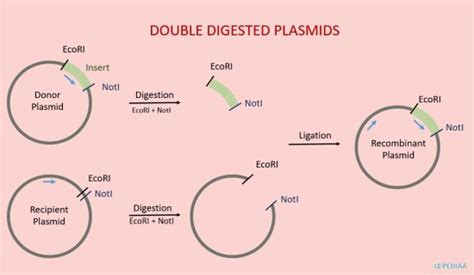 What Is The Difference Between Single Digested Plasmid And Double