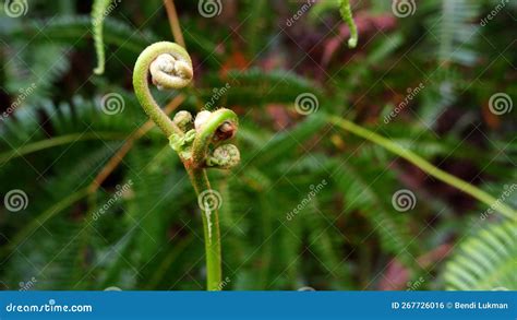 The New Leaves Of The Plant Fern Dicranopteris Linearis Syn Gleichenia