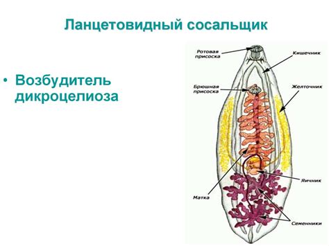 Общая характеристика и классификация гельминтов презентация онлайн