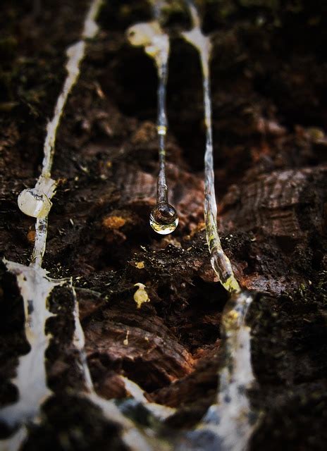 40 Free Tree Sap And Sap Images Pixabay