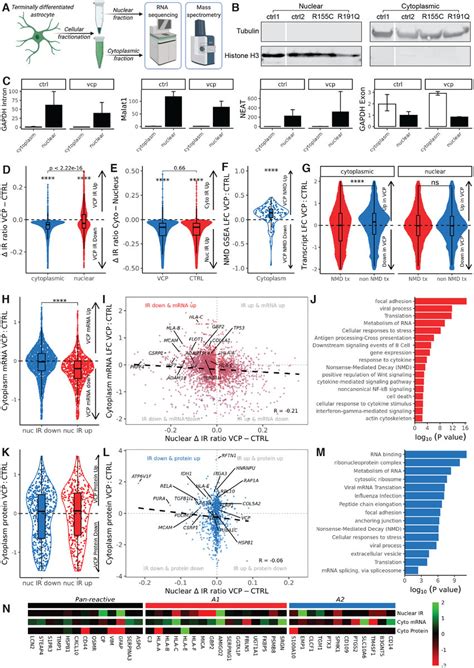 Decreased Nuclear Intron Retention Coincides With Increased Cytoplasmic