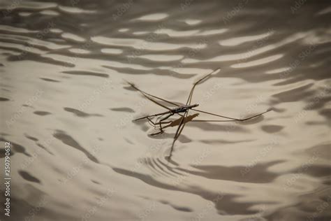 Amazing Water Skipper Bugs Floating On The Water The Gerridae Are A