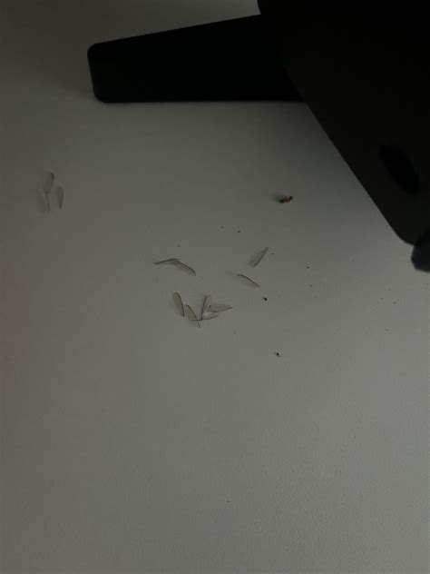 Are These Termite Wings Rtermites