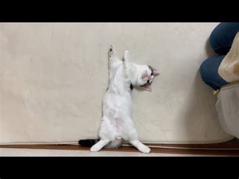 CATS will make you LAUGH YOUR HEAD OFF Funny CAT compilation ichaowu 愛潮物