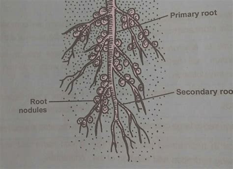 Pull Out A Gram Or Bean Plant From The Feild Observe Its Roots You
