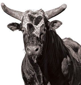 Bushwacker PBR Hall Of Fame National Cowboy Western Heritage Museum