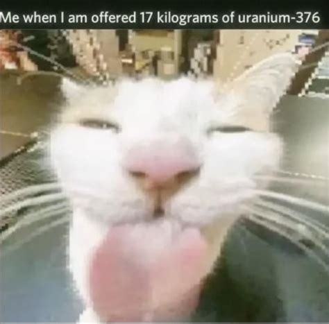 Silly Cat Memes 1440x1440